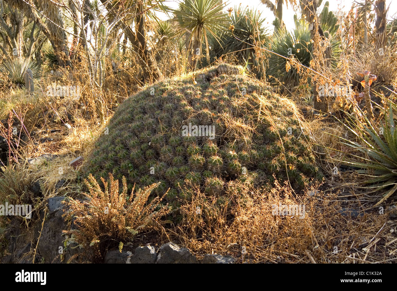 Clump barrel cactus (Ferocactus robustus) at UNAM´s botanical garden in ...