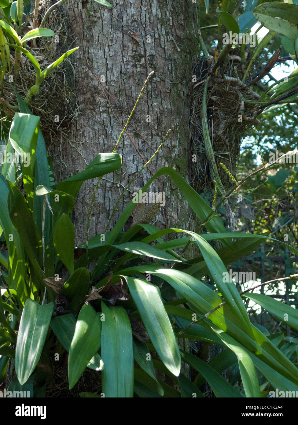 The rainforest ,Costa Rica, Magical trees and Flowers of Costa Rica ...