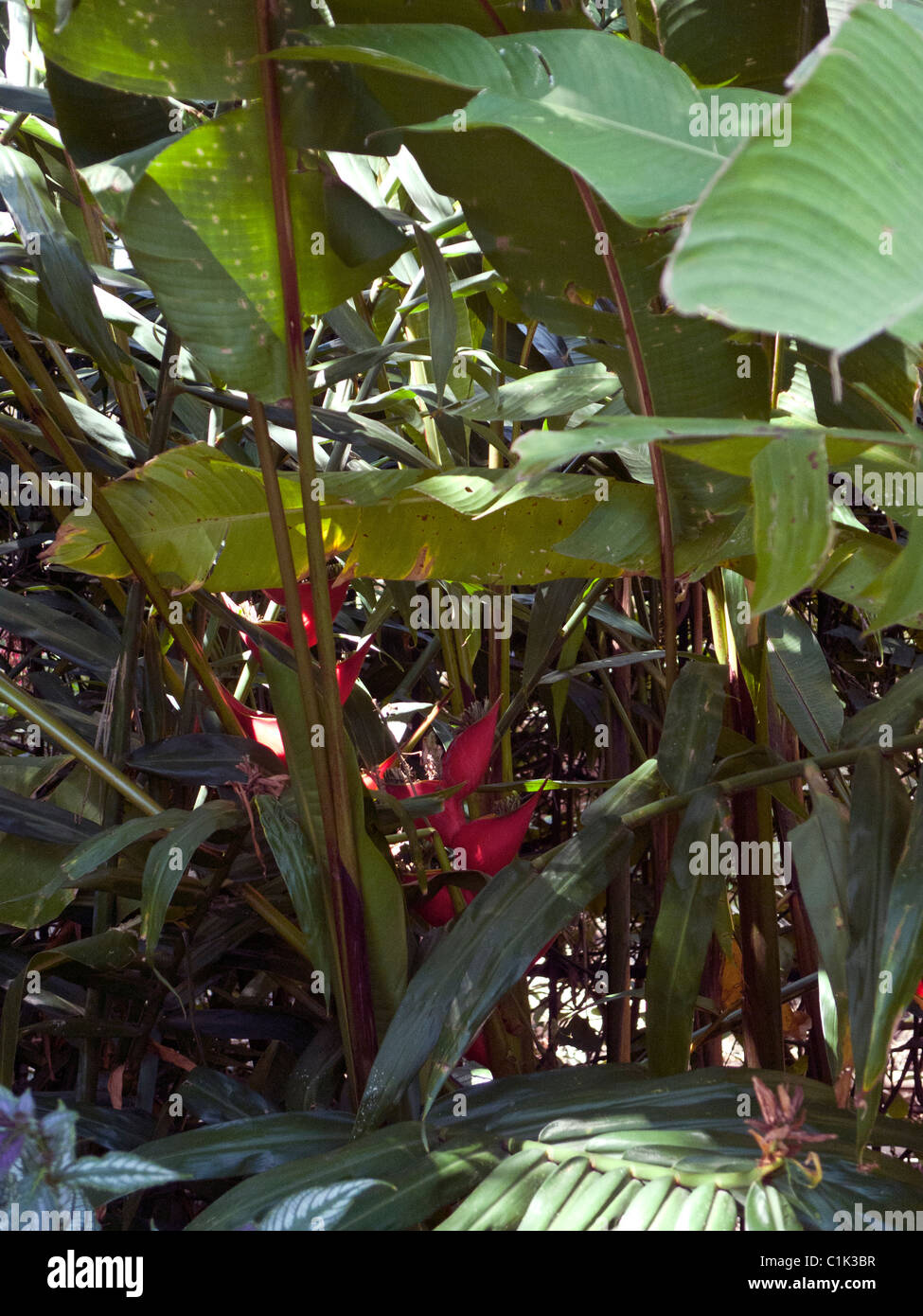 The rainforest ,Costa Rica Magical trees and Flowers of Costa Rica ...