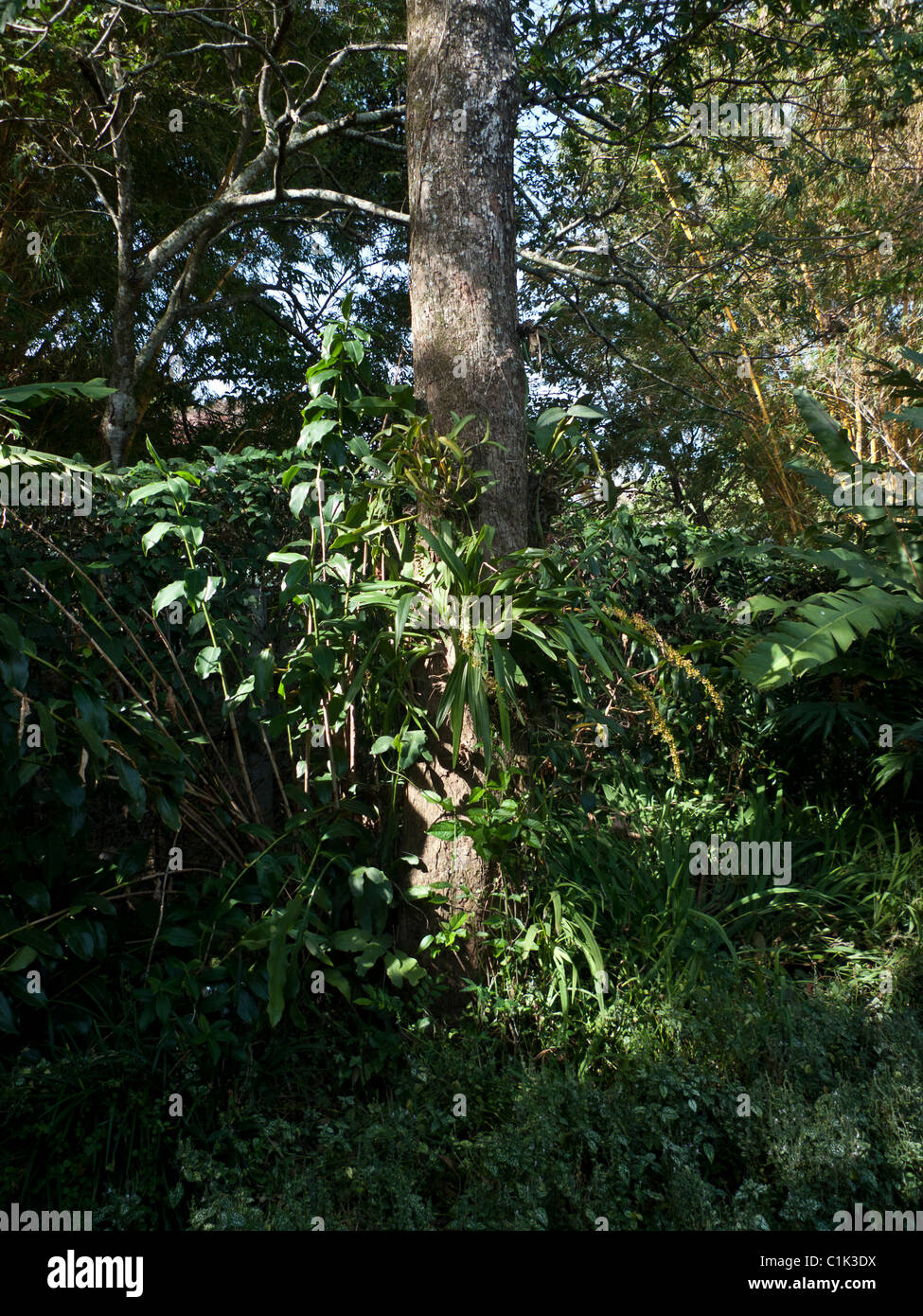 The rainforest ,Costa Rica, Magical trees and Flowers of Costa Rica ...