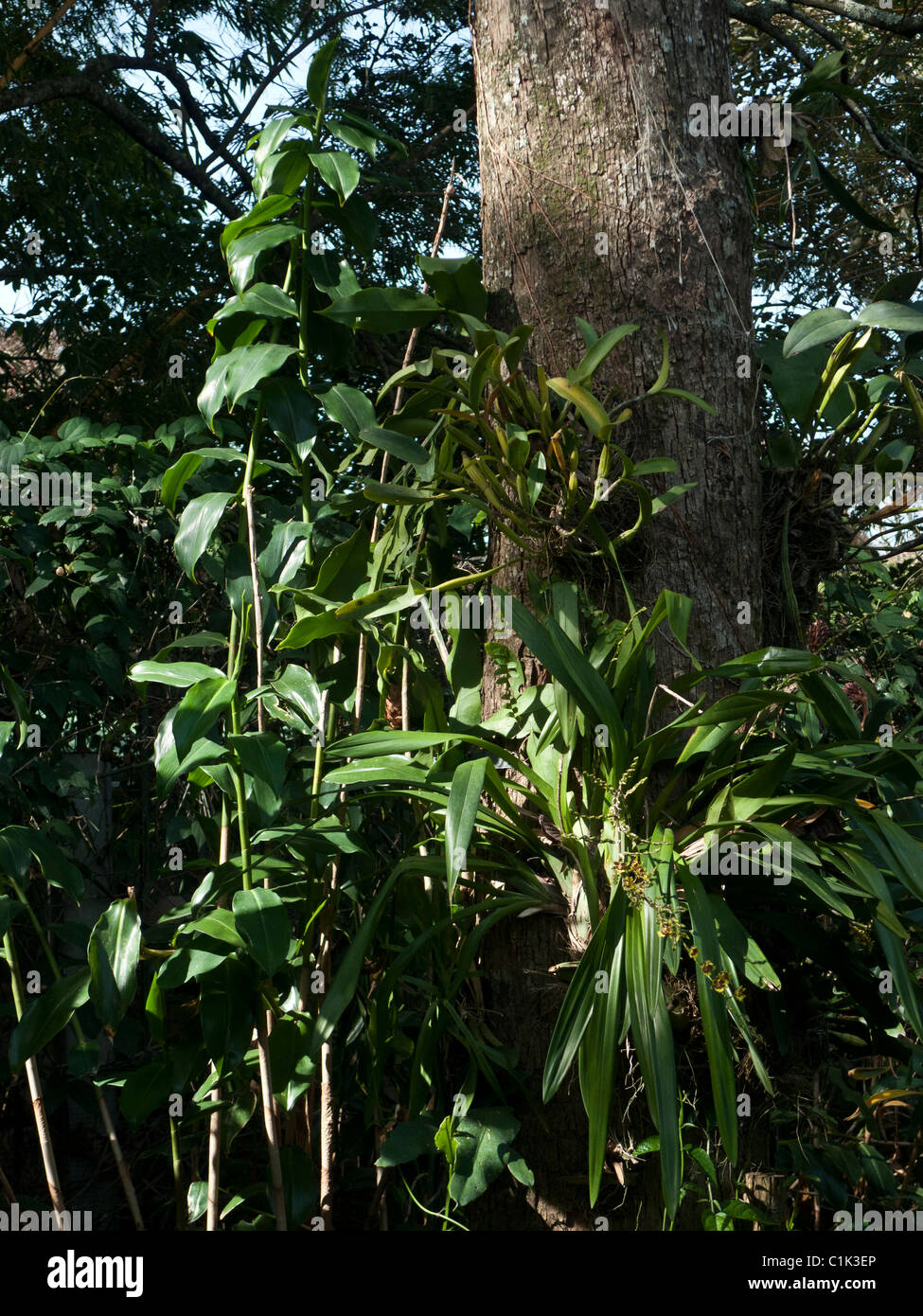 The rainforest ,Costa Rica, Magical trees and Flowers of Costa Rica ...