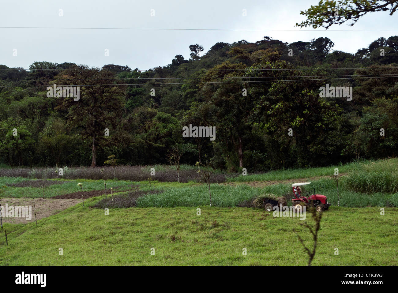 Costa Rica ,farming on the edge of the Rainforest, Magical trees and ...