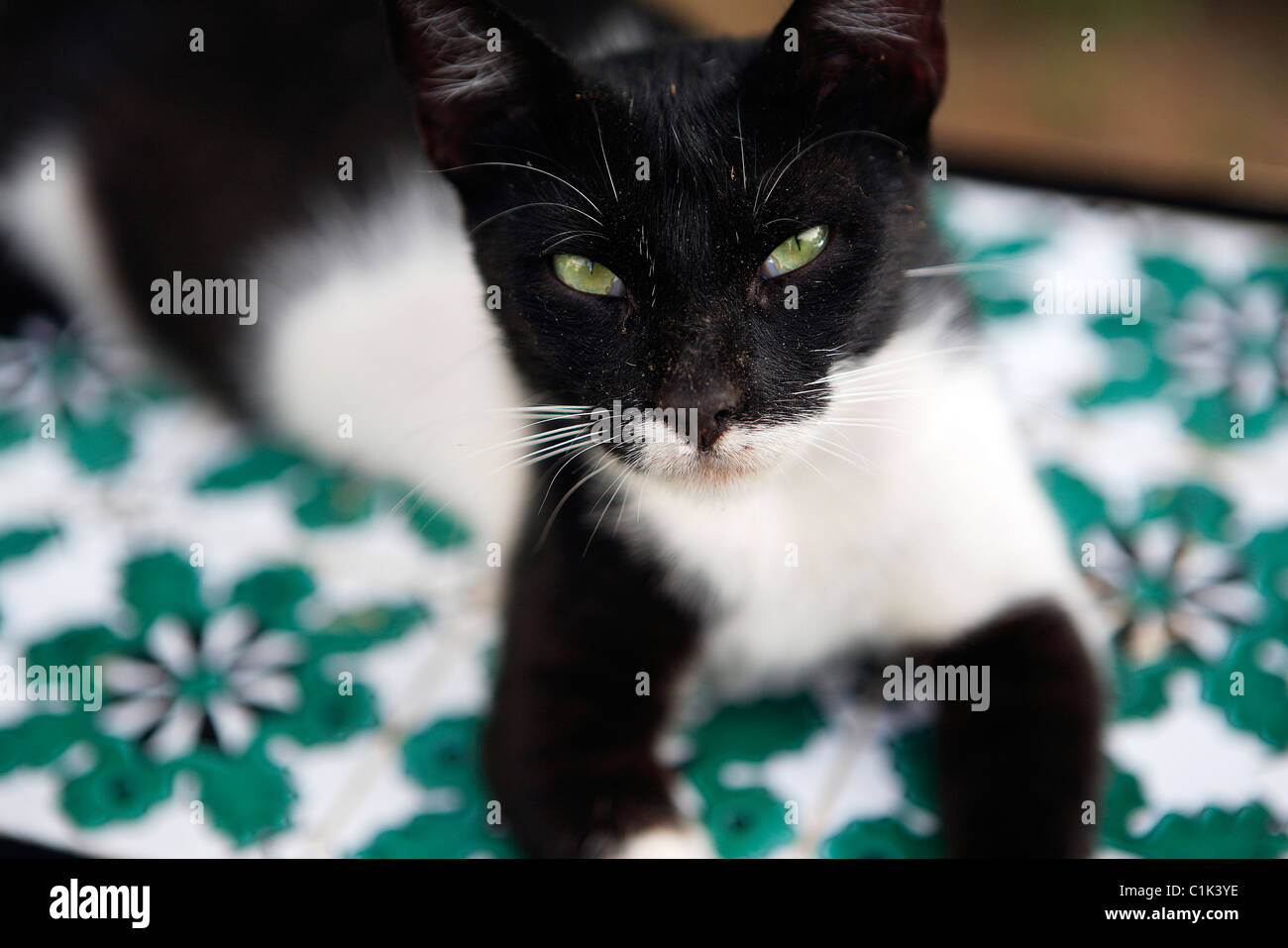 Un chat hi-res stock photography and images - Alamy