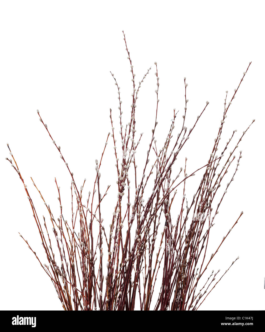Willow twig isolated on white Stock Photo - Alamy