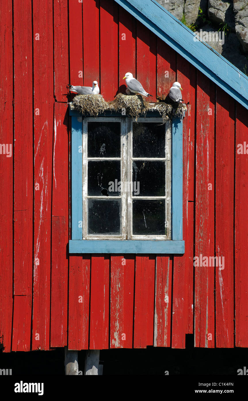 Norway, Nordland, Lofoten Islands, Moskenes Island, the fishermen's ...