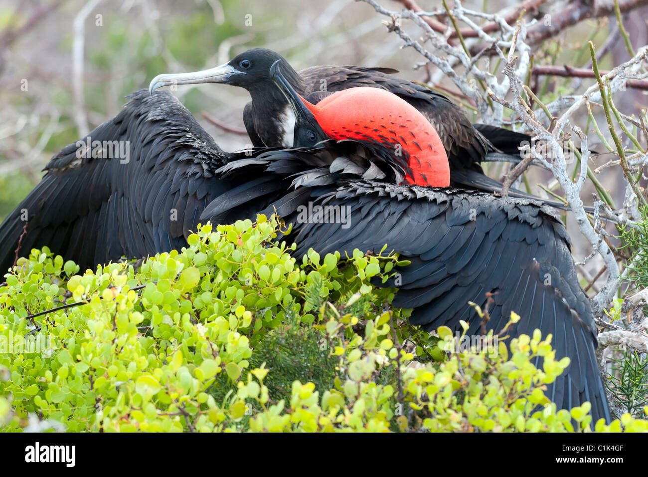 Female Frigate Bird