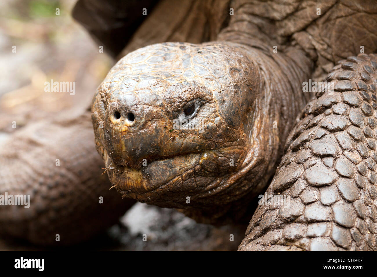 Tortoises shells highlight hi-res stock photography and images - Alamy