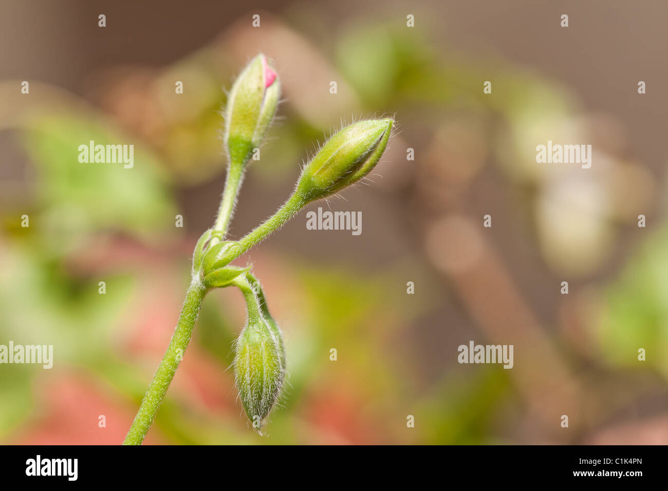 Geranium macro hi-res stock photography and images - Alamy