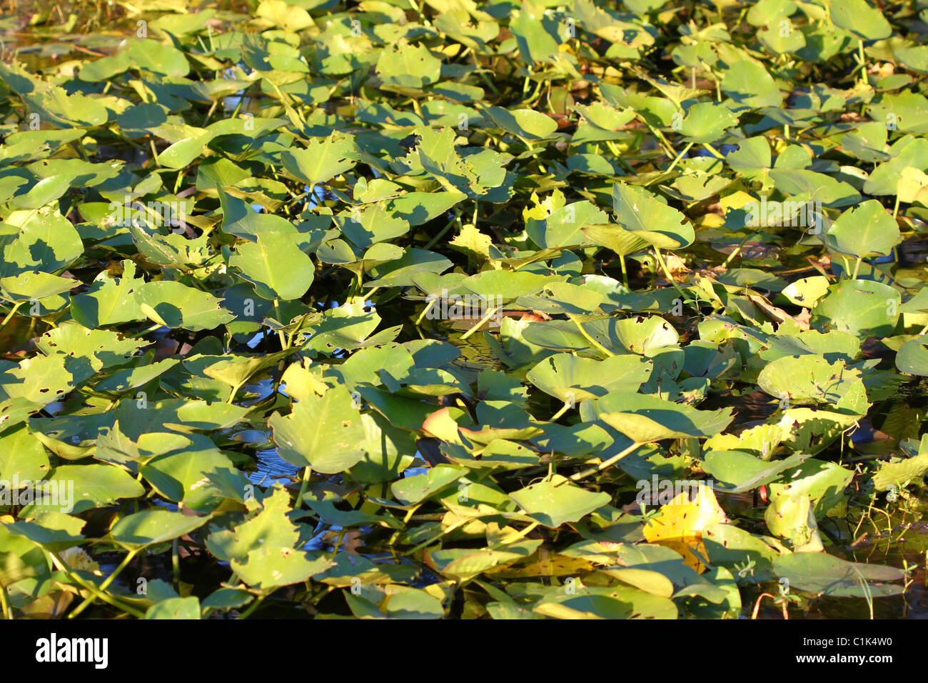 Florida usa swamp land hi-res stock photography and images - Alamy