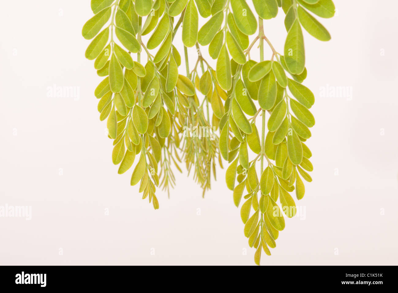 macro shot of moringa leaves(moringa oleifera,the tree of life Stock ...