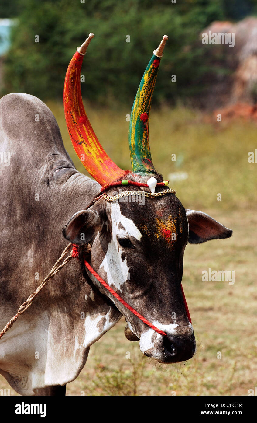 India, Tamil Nadu state, Gingee, the cow market, cows are decorated ...