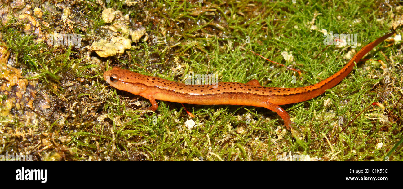 Southern Two Lined Salamander