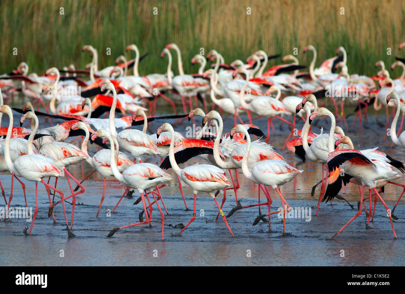 France, Bouches du Rhone, Camargue, Pont de Gau ornithological park ...