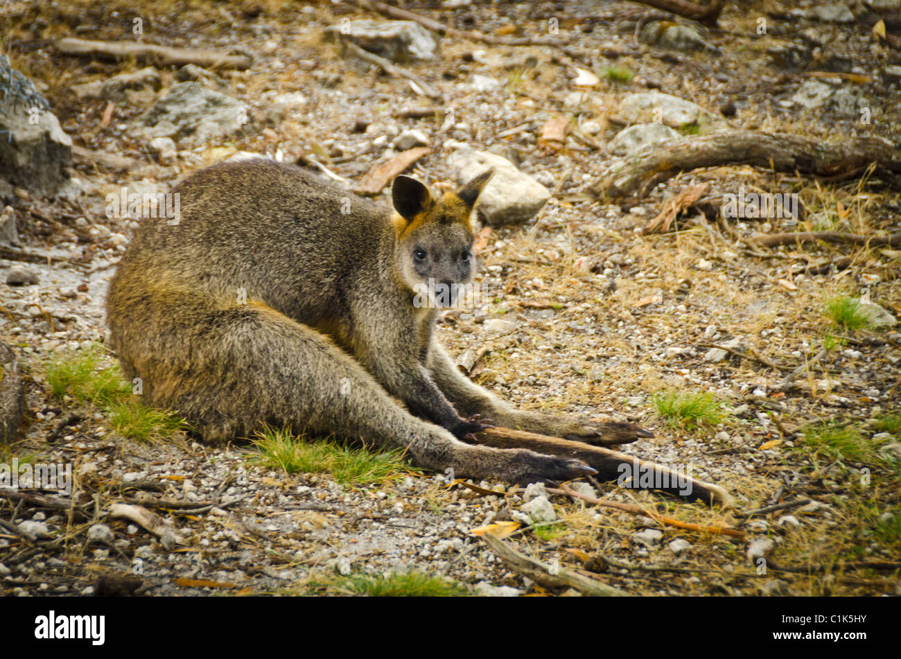 Tail kangaroo hi-res stock photography and images - Alamy