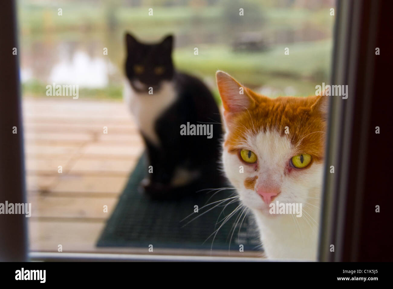 Creepy cats peer in the window Stock Photo - Alamy