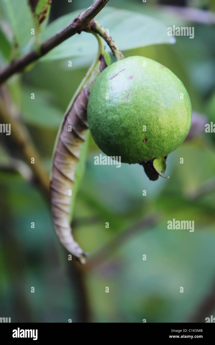 Young Guava fruit Stock Photo - Alamy
