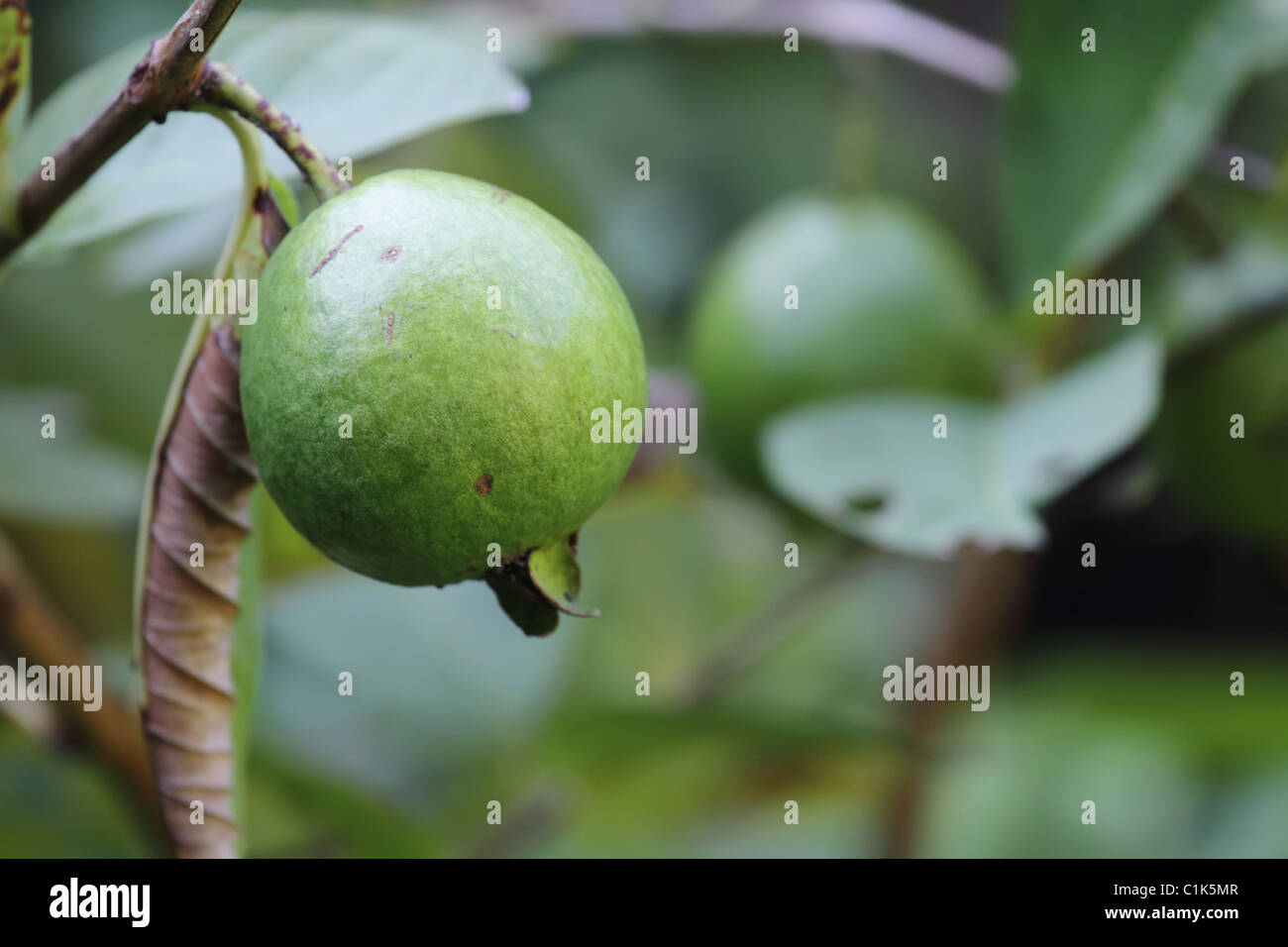 Single guava hi-res stock photography and images - Alamy