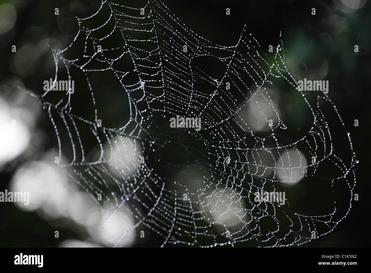 Spiderweb Closeup with Water Drop Trapped Stock Photo - Alamy