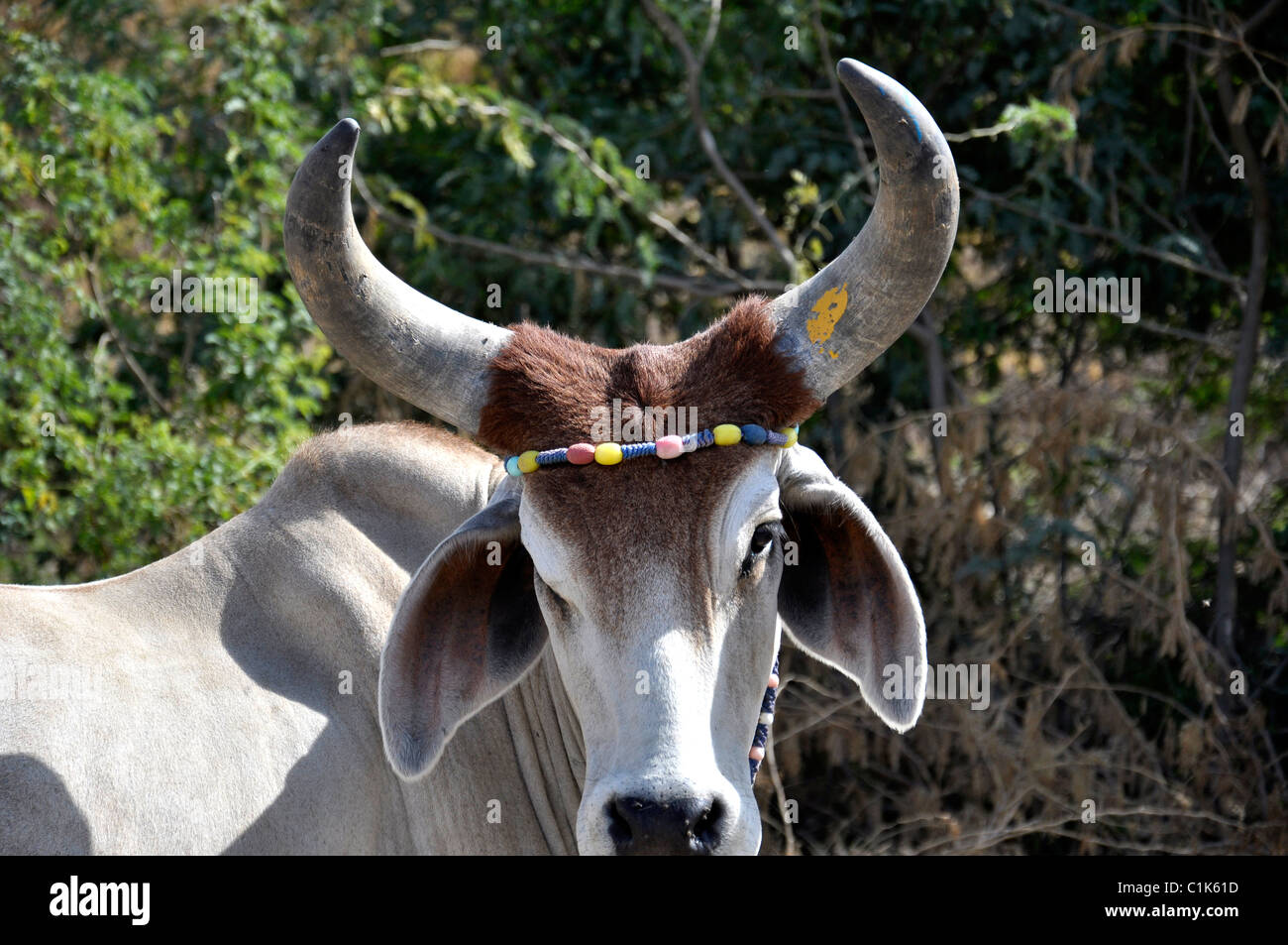 A bull with long horn Stock Photo - Alamy