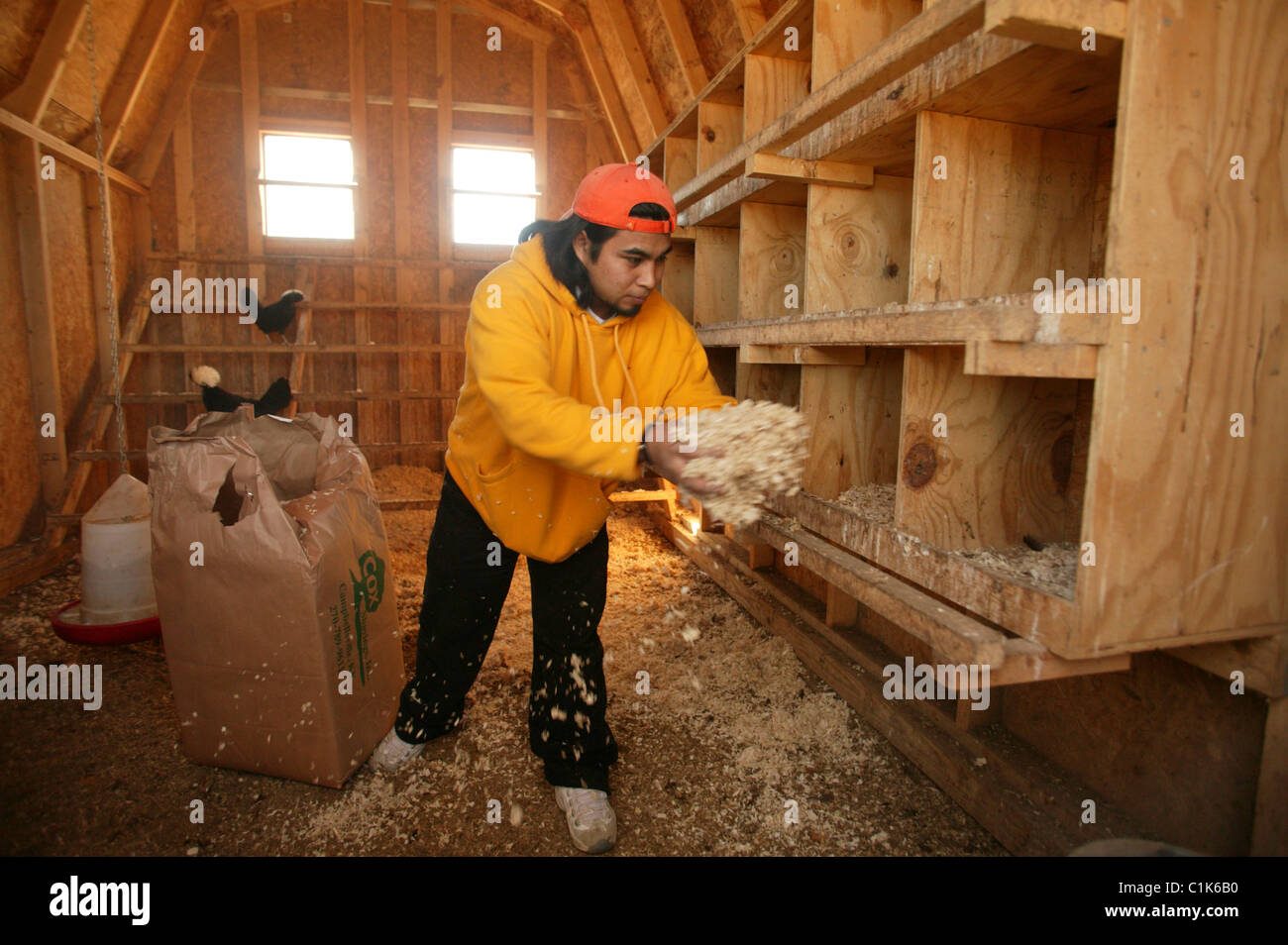 A latino immigrant puts saw dust in nests in a chicken coop on a farm ...