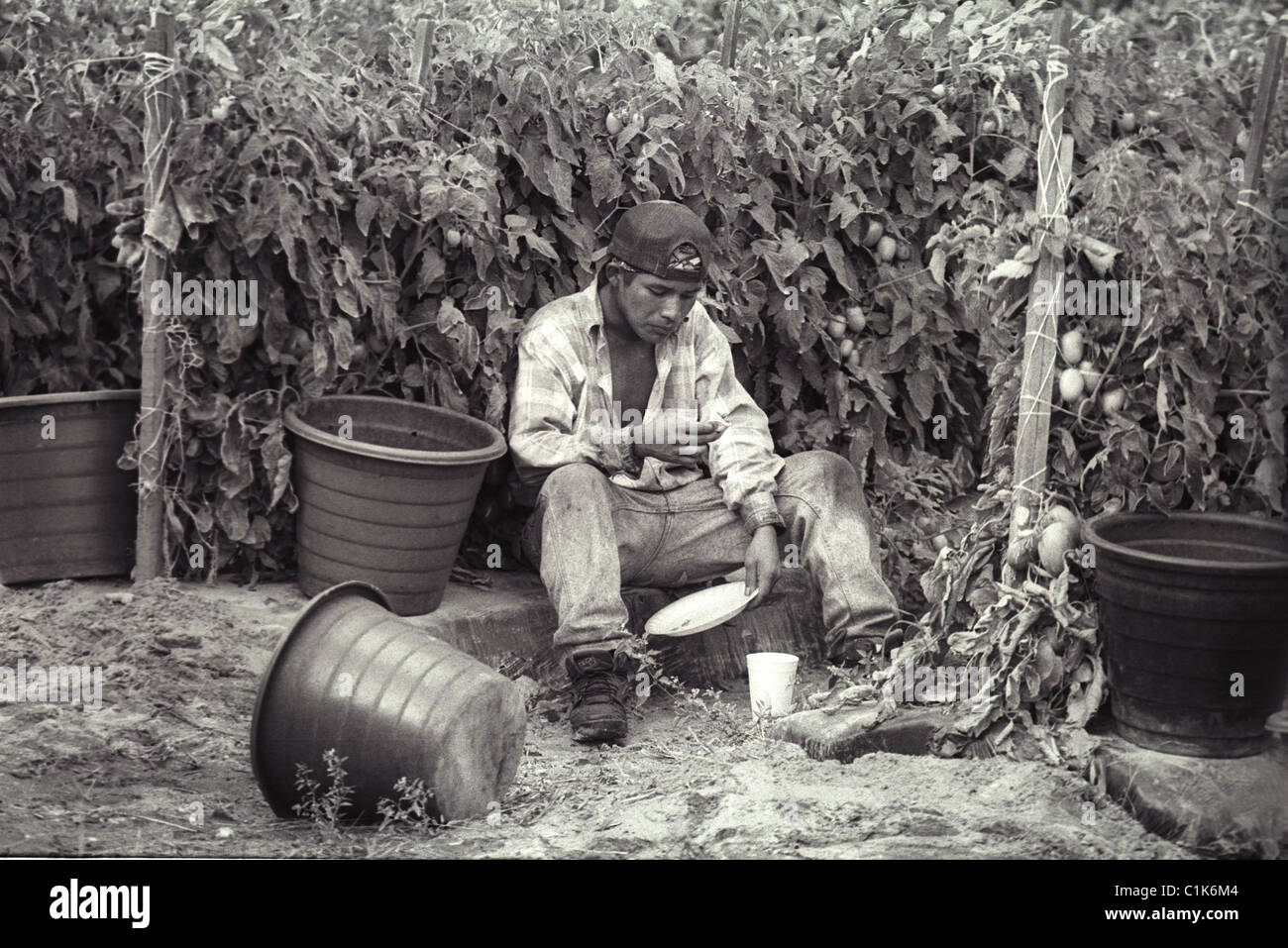 A latino farm worker eats lunch next to the rows of tomato fields where ...