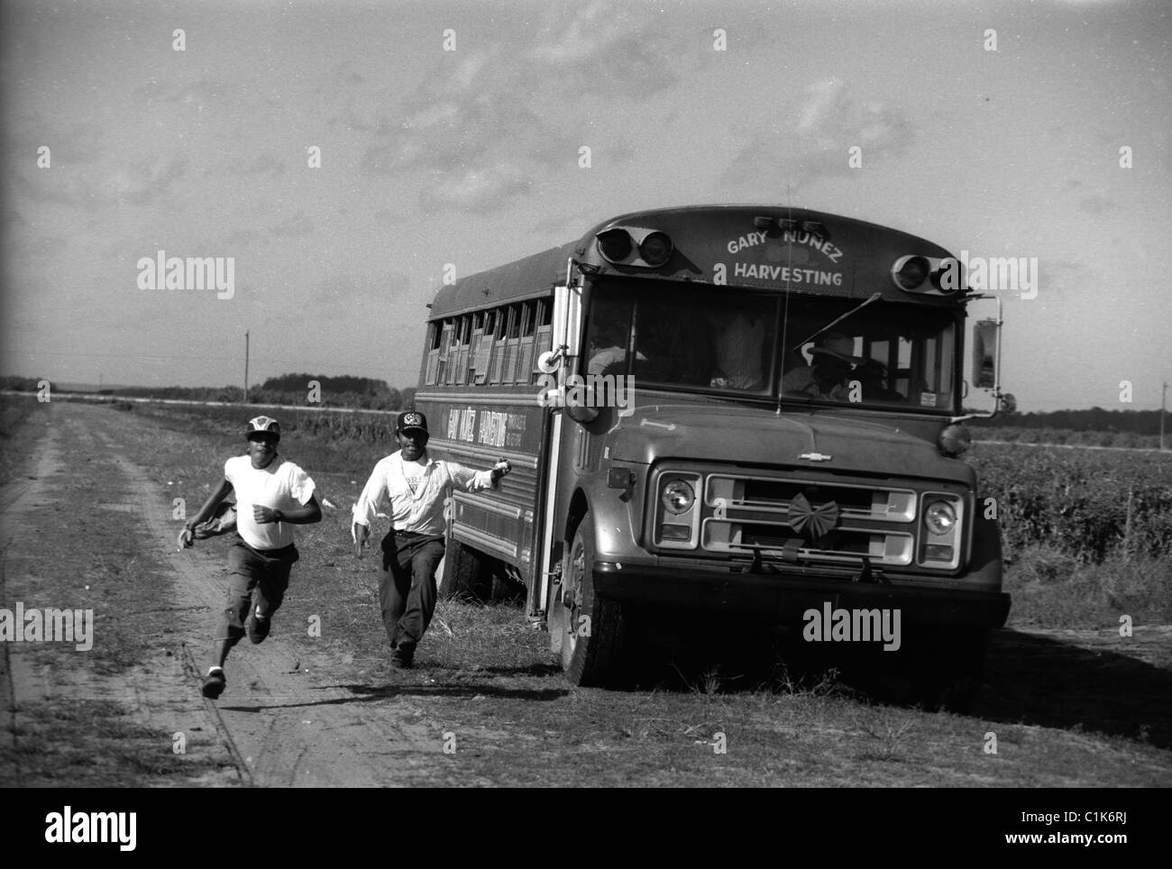 Latino immigrant farm workers run from a bus to get to the best tomato ...