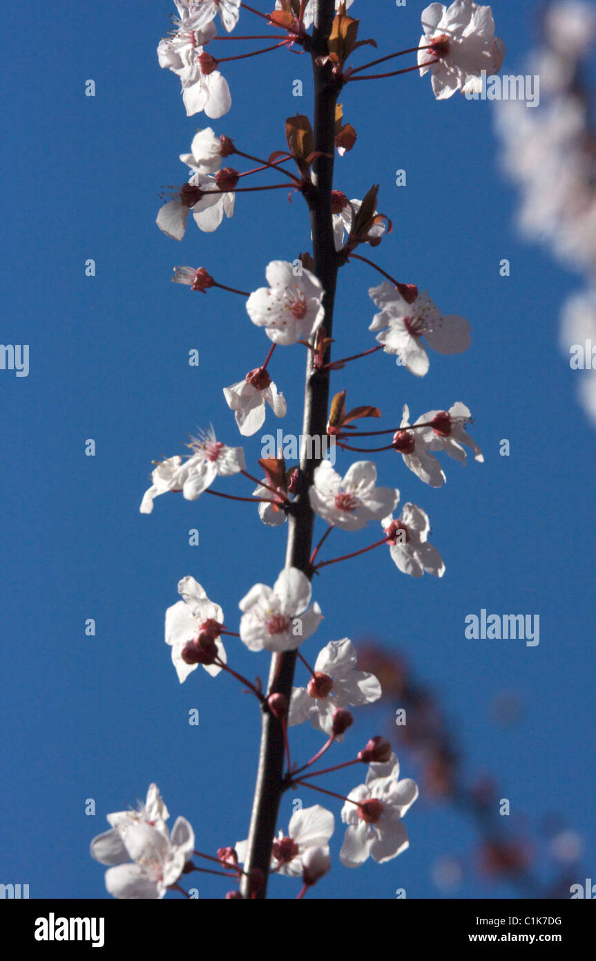 Plum tree in blossom in the blue sky of Provence, France fleurs de ...