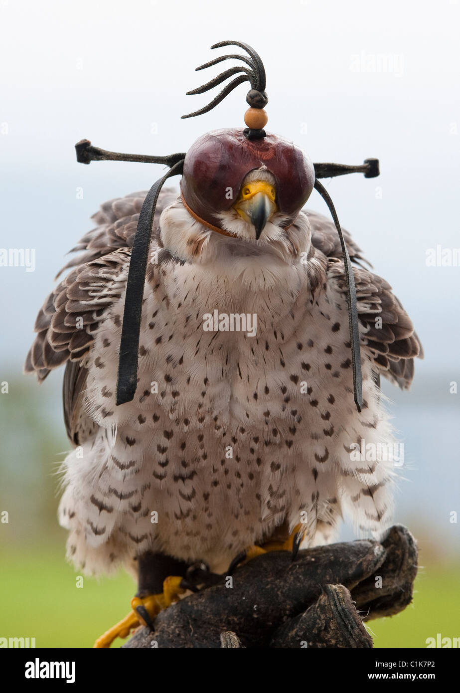 Peregrine falcon hood hi-res stock photography and images - Alamy
