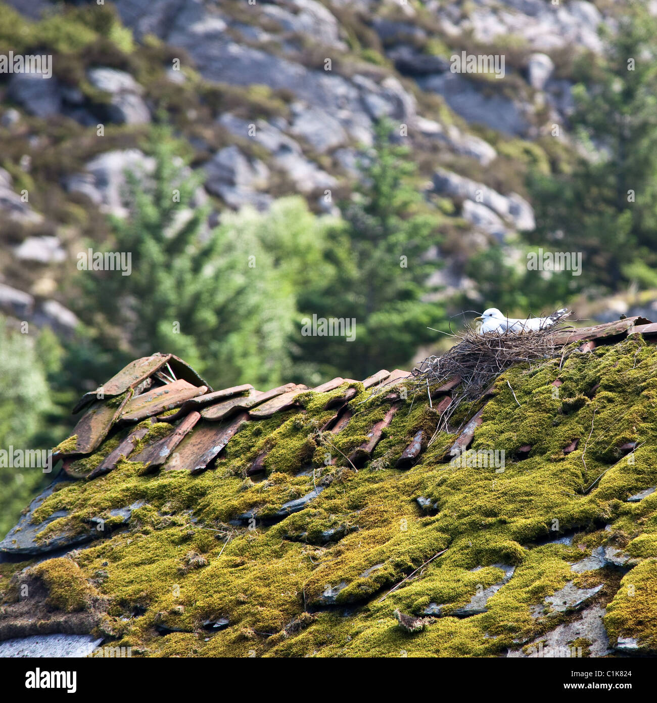 A sea birds in their nests Stock Photo - Alamy