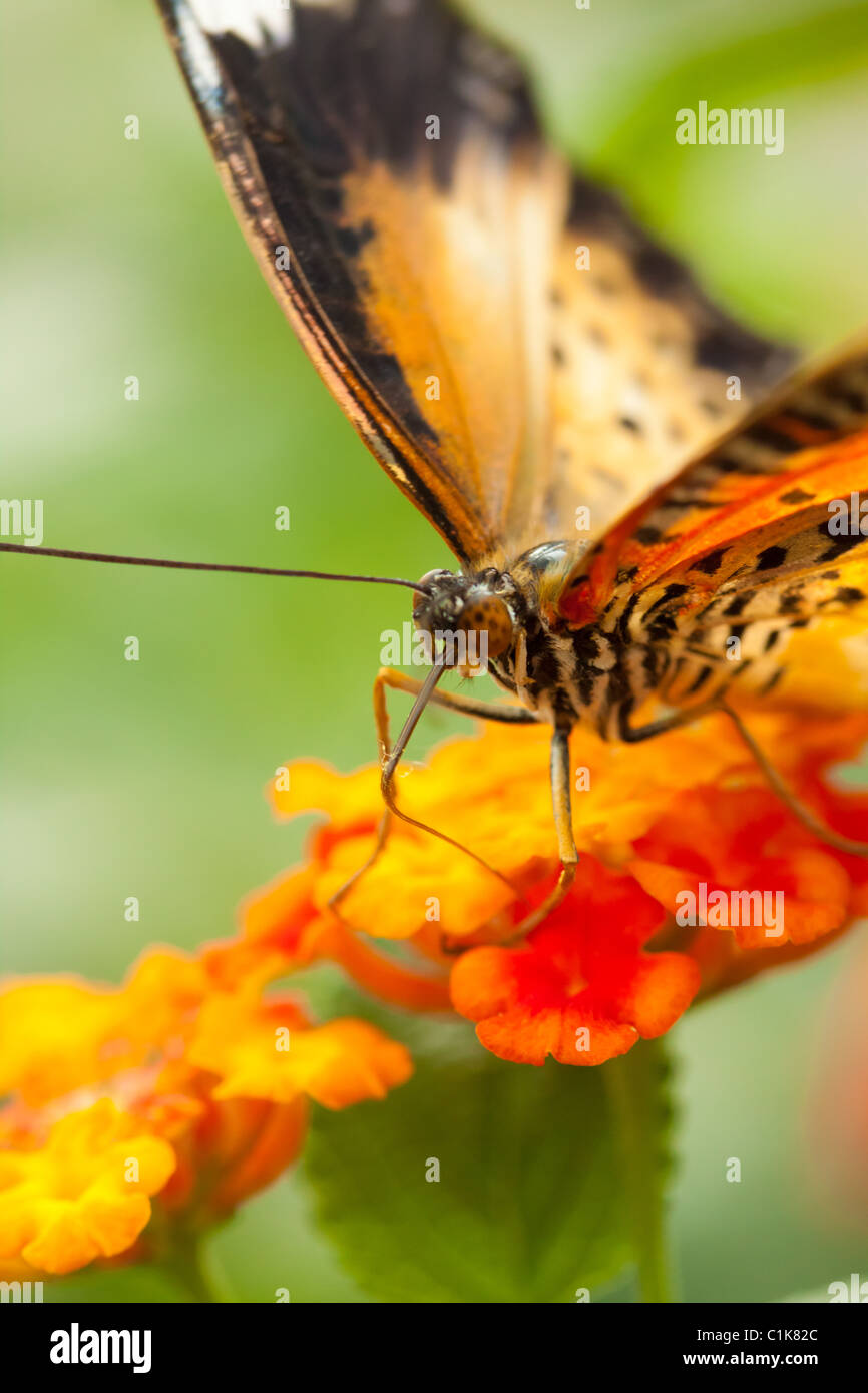 Great Eggfly Butterfly (Hypolimnas bolina), also called Blue Moon ...