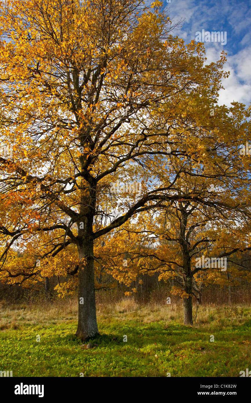 Autumn trees on sky background Stock Photo - Alamy