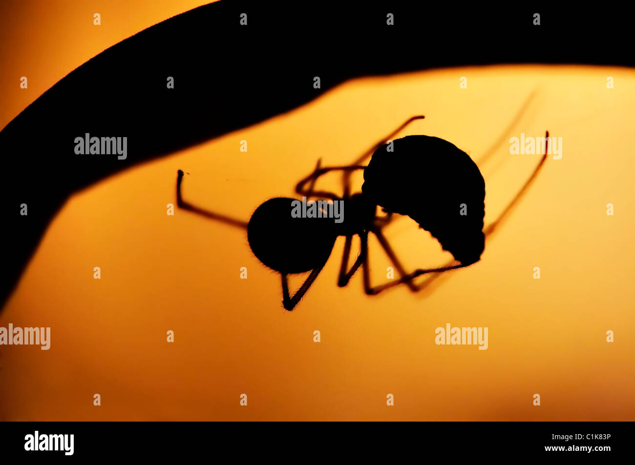 Hunter of spider hi-res stock photography and images - Alamy
