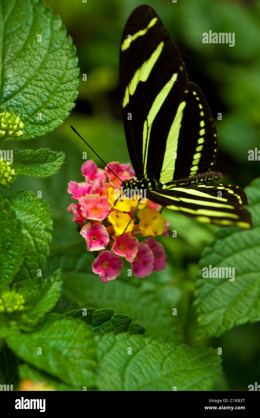 Zebra longwing heliconius charithonia hi-res stock photography and ...