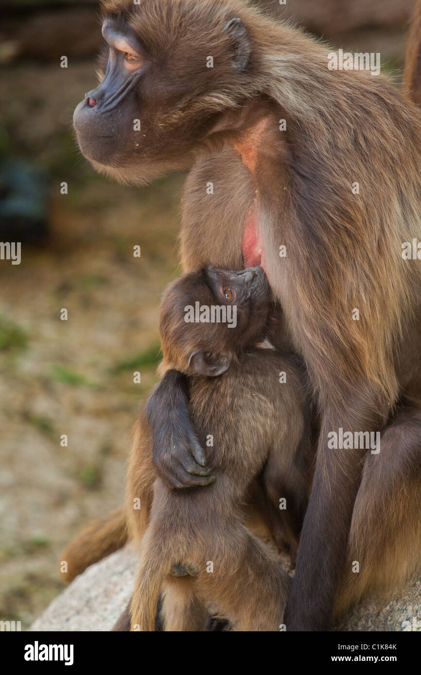 Theropithecus gelada baby ethiopia simien hi-res stock photography and ...