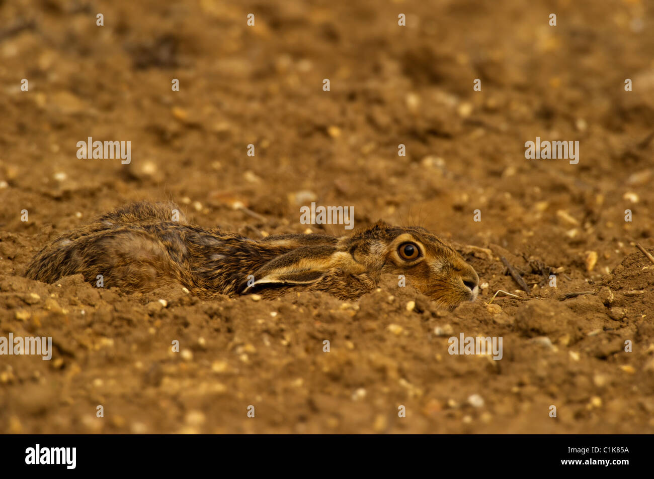 Hares form hi-res stock photography and images - Alamy