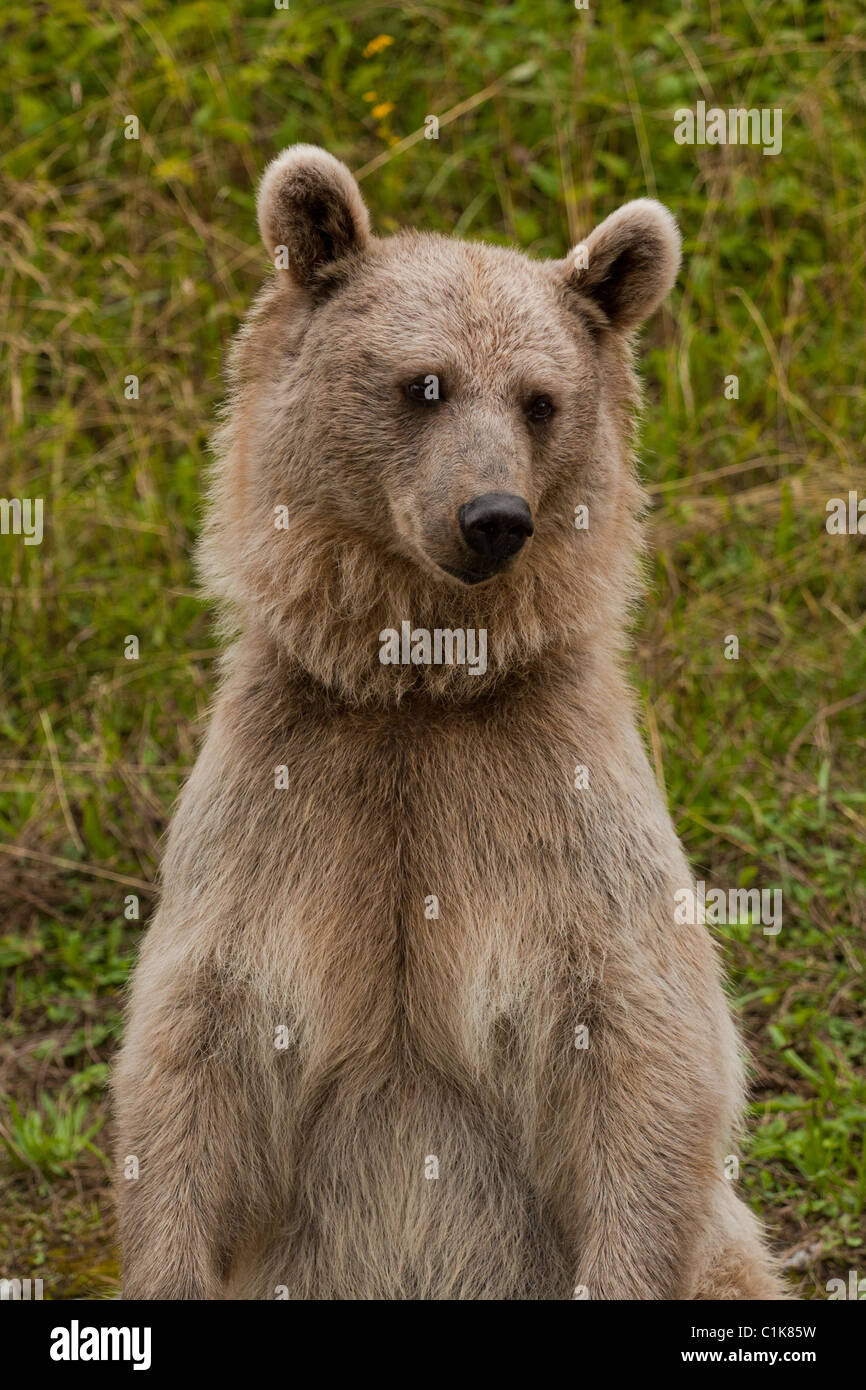 Brown Bear portrait in nature Stock Photo - Alamy