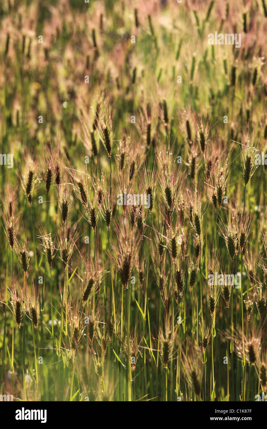 Nepal food hi-res stock photography and images - Alamy