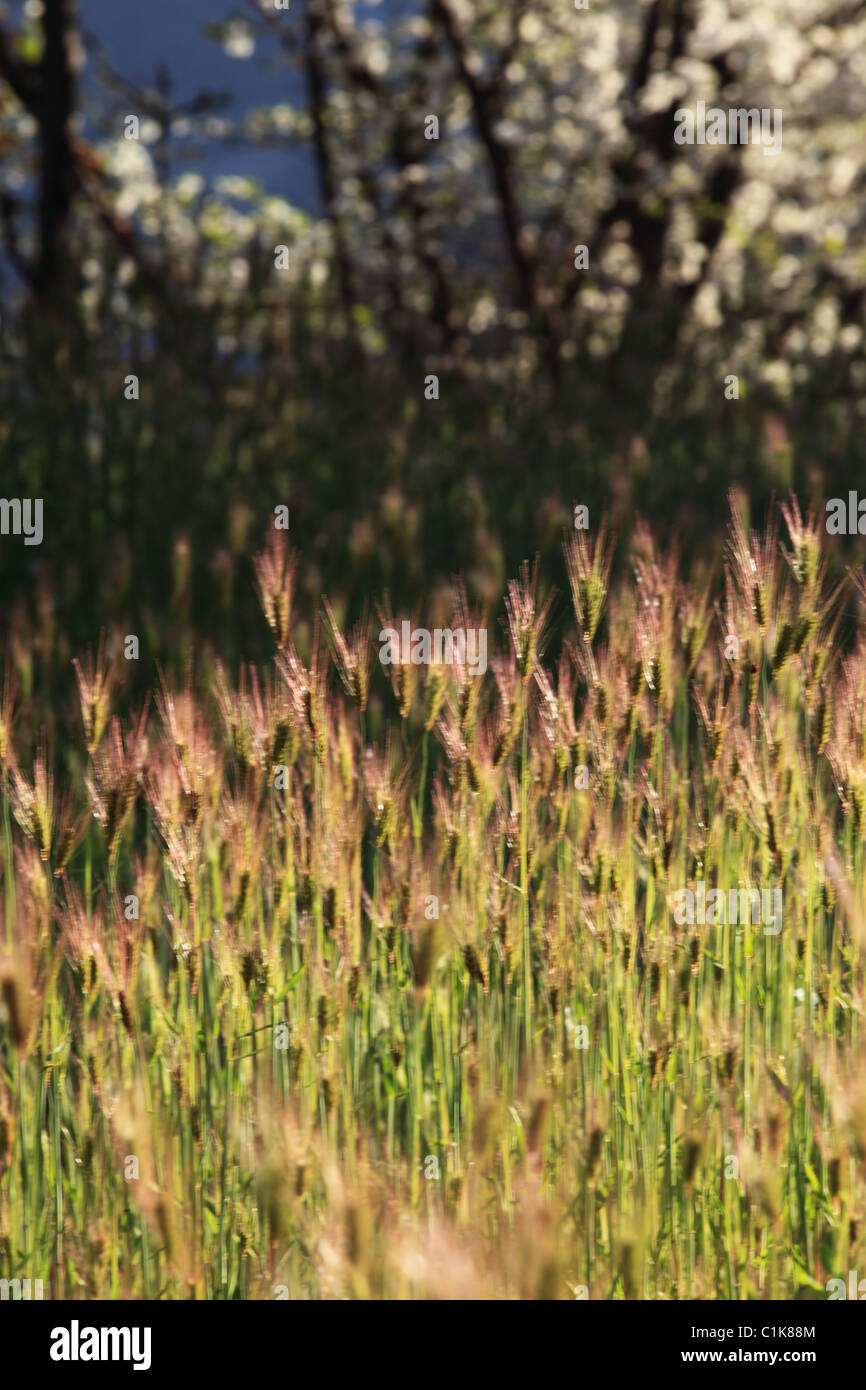 Barley field abstract Nepal Himalaya Stock Photo - Alamy