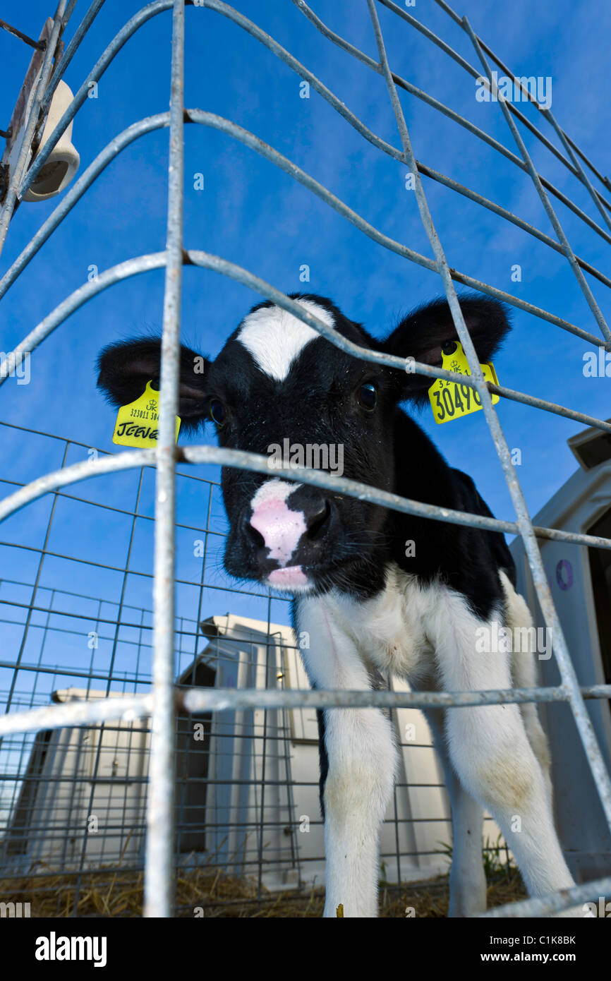 Calf pens hi-res stock photography and images - Alamy