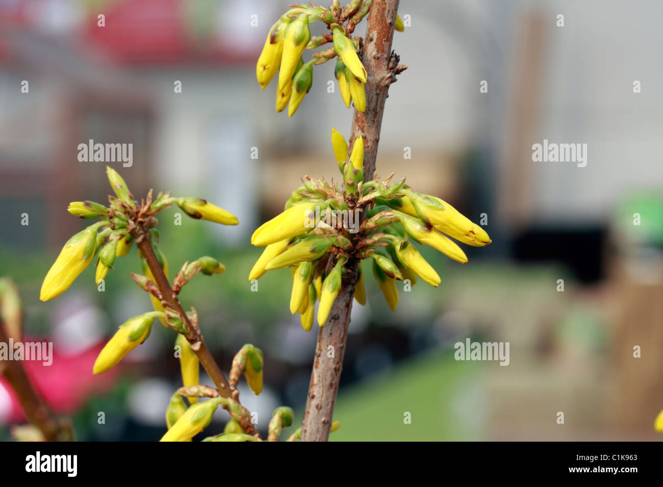 Forsythia × intermedia, Border Forsythia, is an ornamental deciduous ...