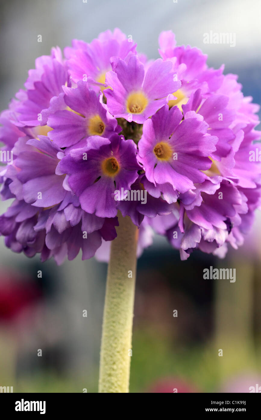 Primula denticulata, Drumstick primrose, or Himalayan Primrose, is a ...
