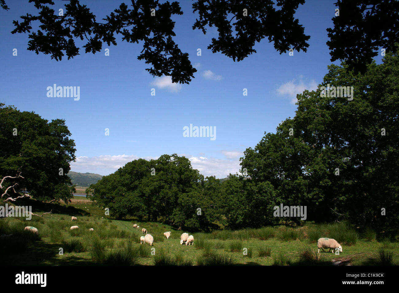 Welsh Country Scene With Sheep Grazing On Rough Pasture Amongst Trees ...