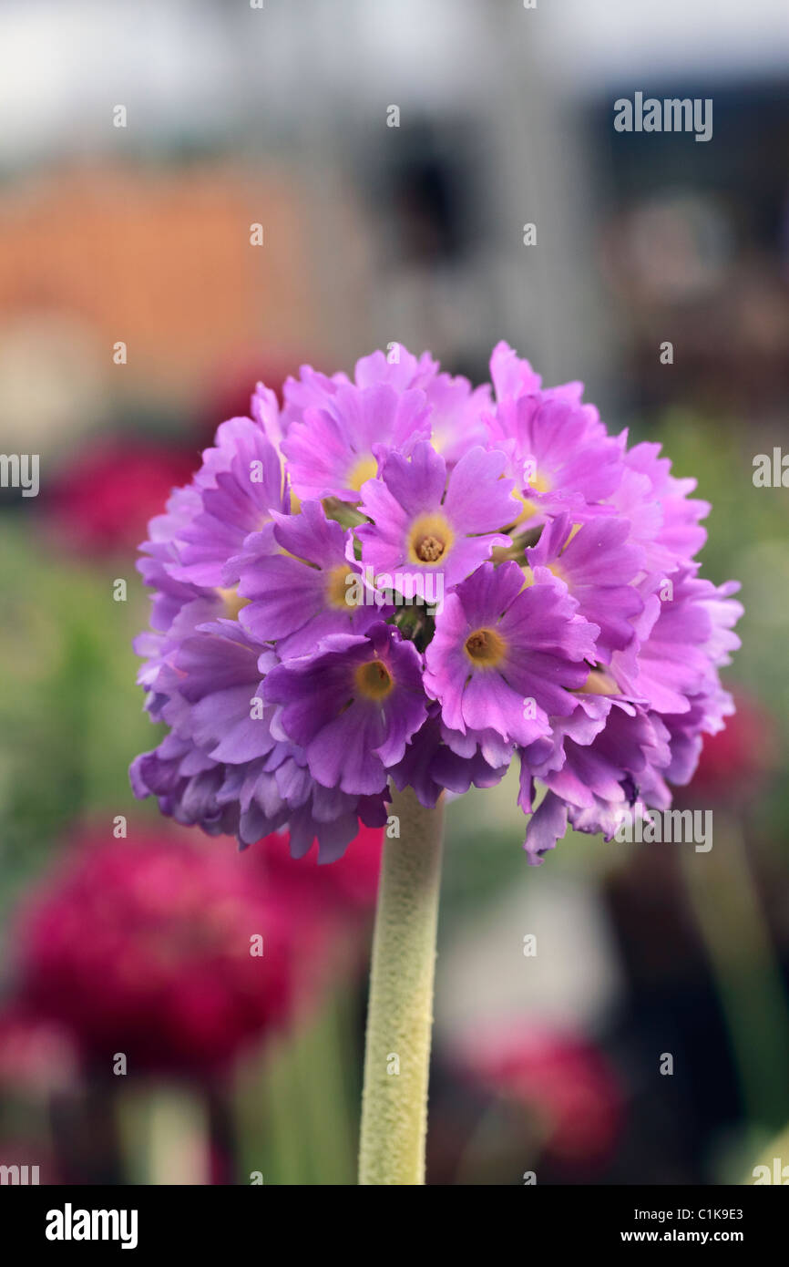 Primula denticulata, Drumstick primrose, or Himalayan Primrose, is a ...
