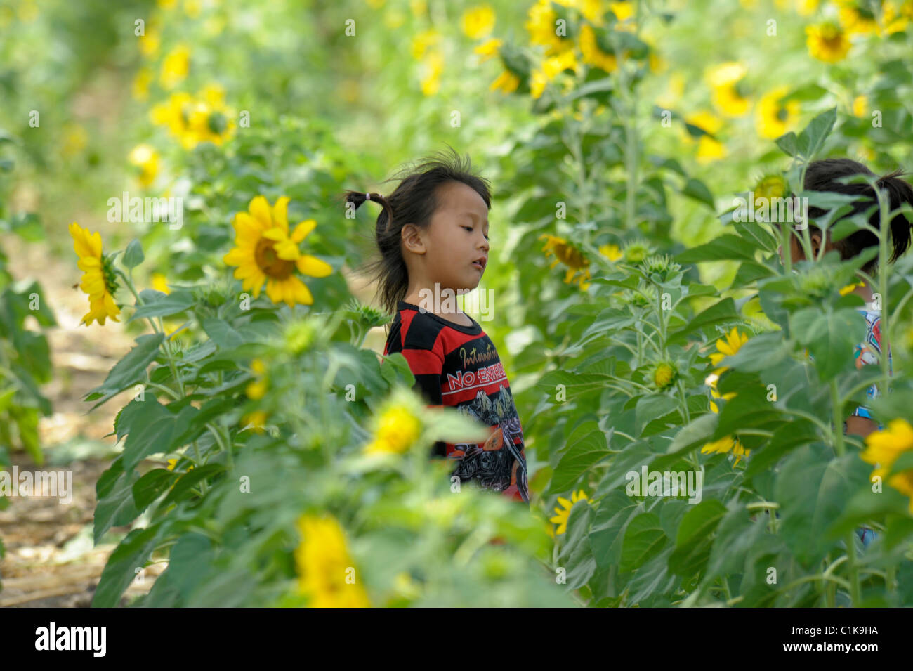 children playing in sunflower field , sunflower fields of lopburi and ...