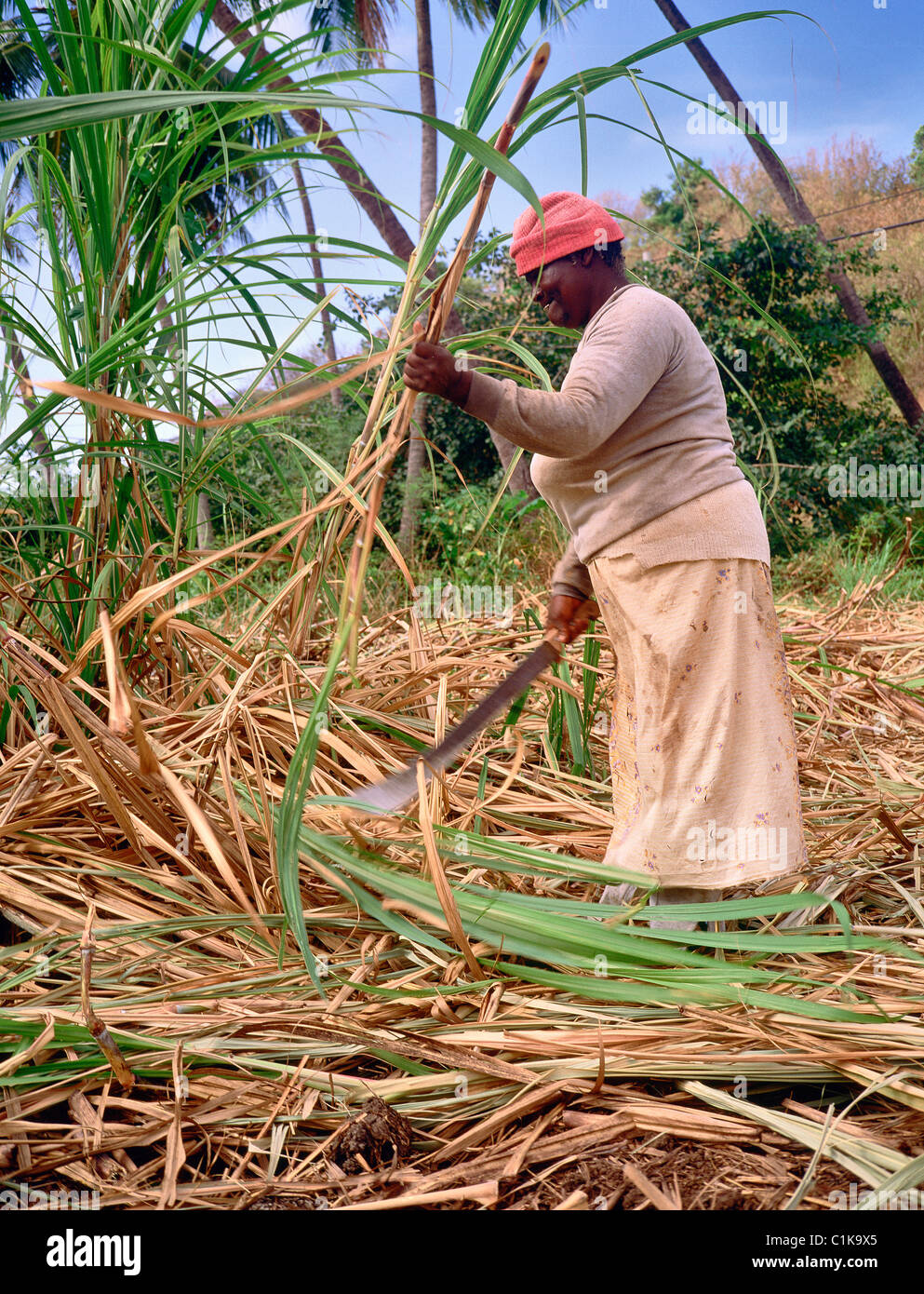 Woman cropping sugar cane hi-res stock photography and images - Alamy