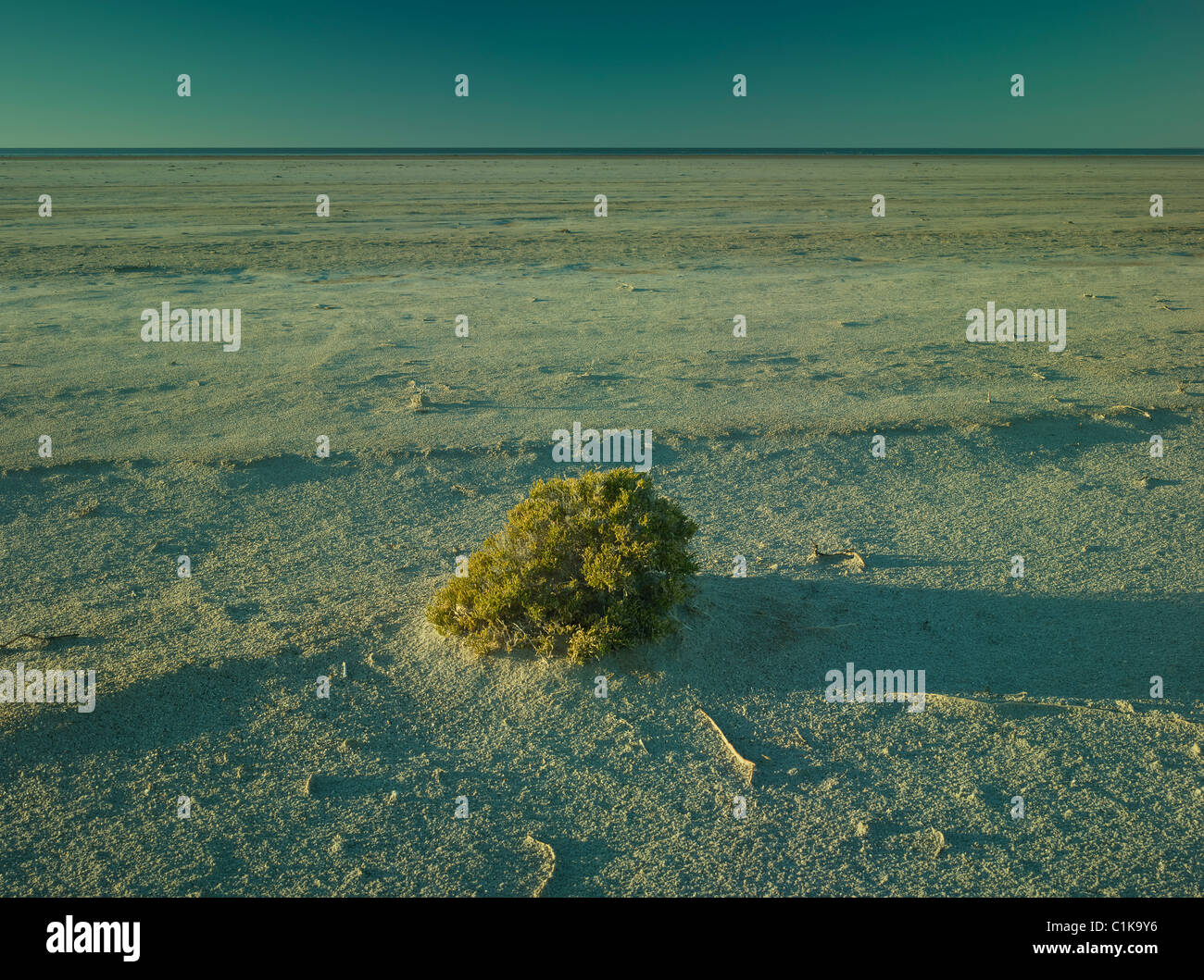 Plants here have to be arid and salt tolerant, Lake Eyre National Park ...