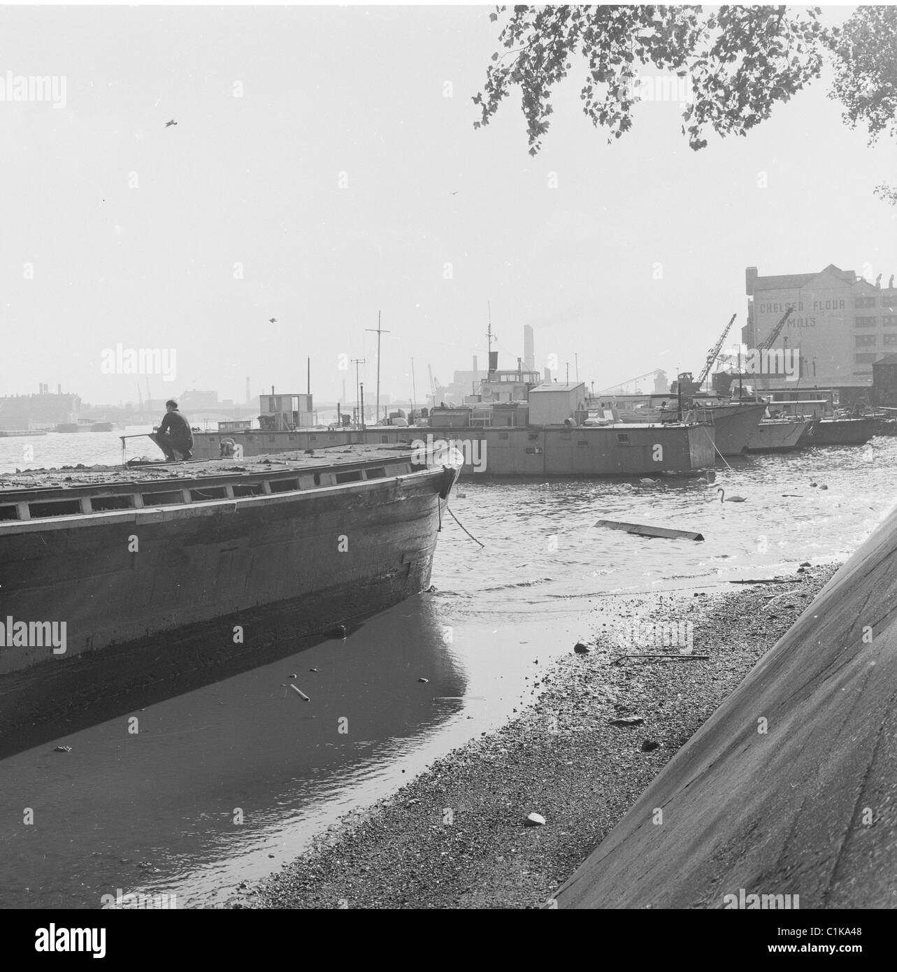 1950s. London. Barges moored on the River Thames at Chelsea embankment ...