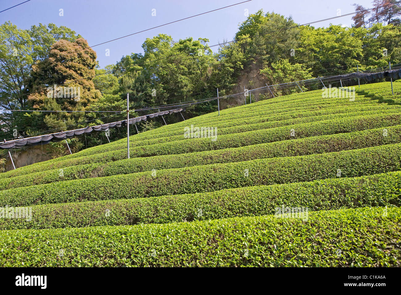 Japan, Kansai, Green tea plantations in Uji near Kyoto where local ...