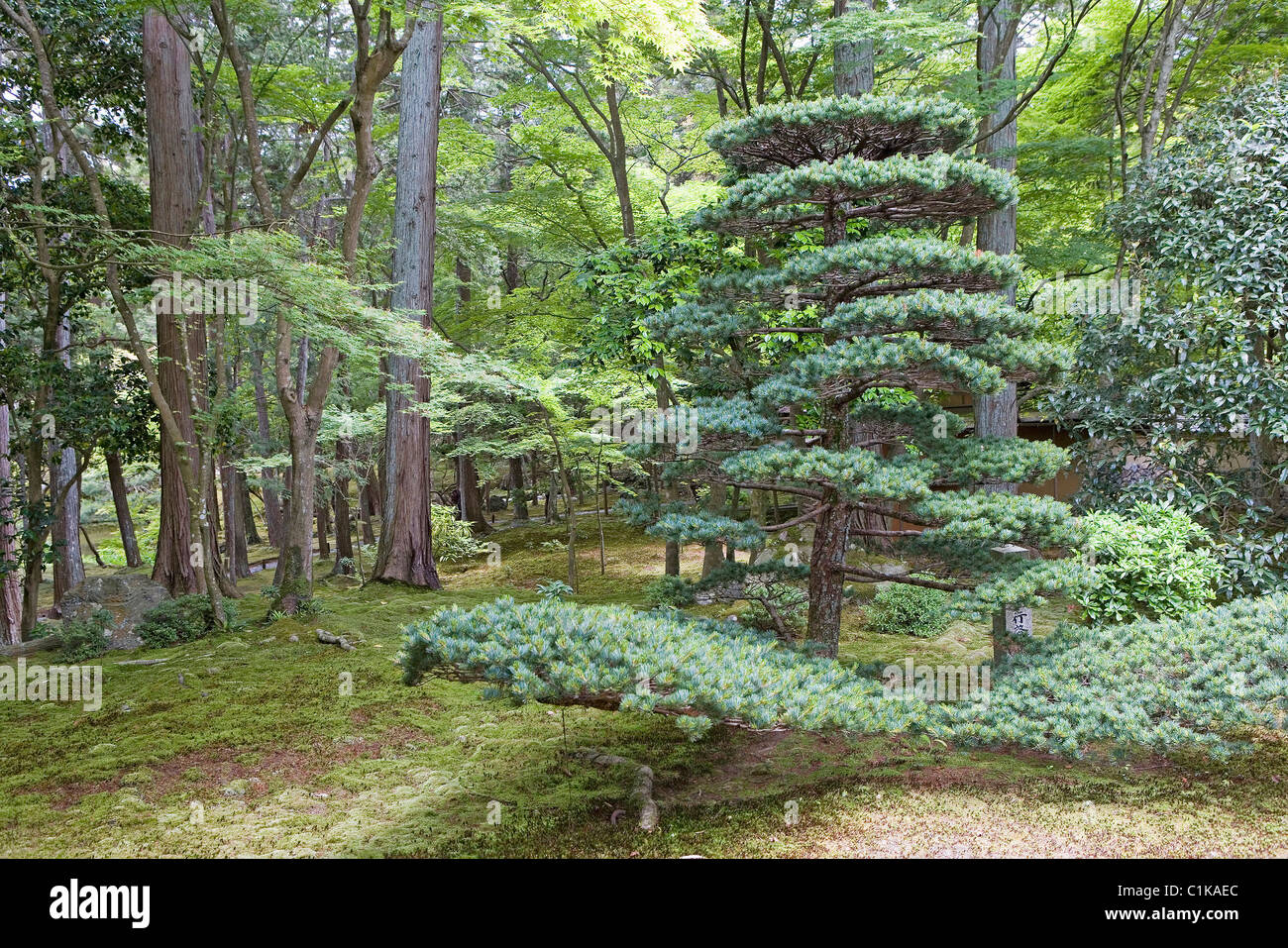 Japan, Kansai, Kyoto, The Kokedera buddhist temple and park renowned ...