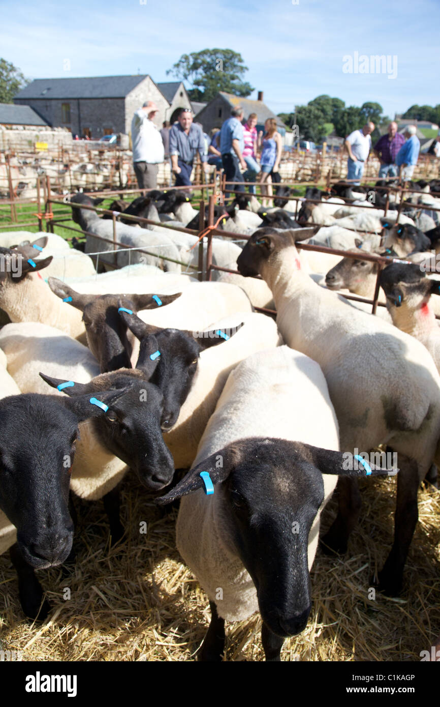 Sheep Auction Stock Photos & Sheep Auction Stock Images - Alamy